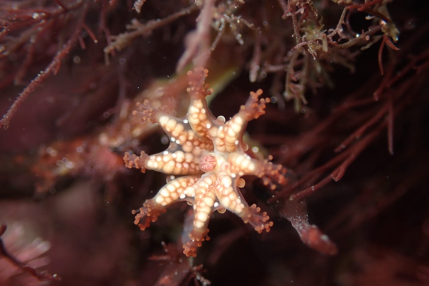 Newquay Wild Activities - Guided Rockpool Rambles and Wild Life Walks ...